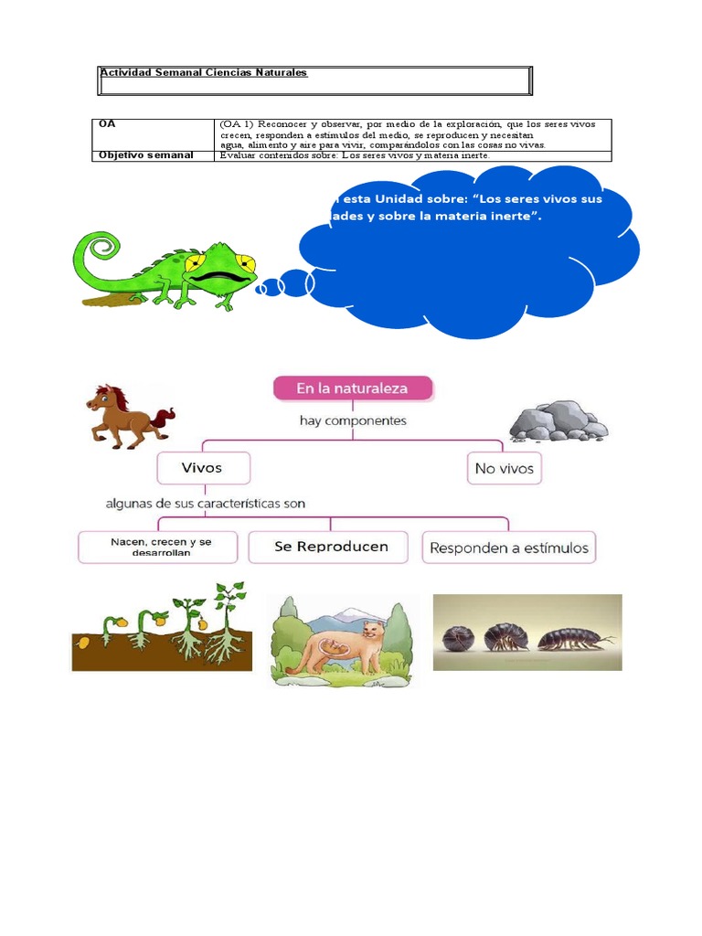 Características y Necesidades de los Seres Vivos | PDF | Carne | Plantas