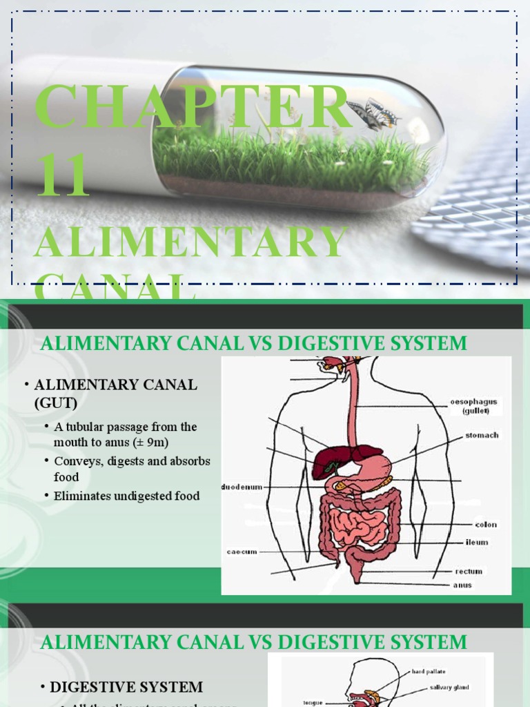 Chapter 11 Alimentary Canal | PDF | Digestion | Stomach