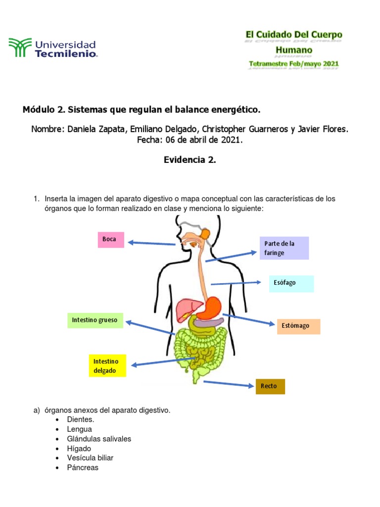Balance Energético y Aparato Digestivo | PDF | Sistema urinario ...