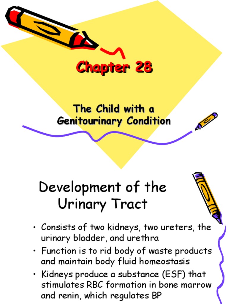 The Child With A Genitourinary Condition | PDF | Urinary Tract ...