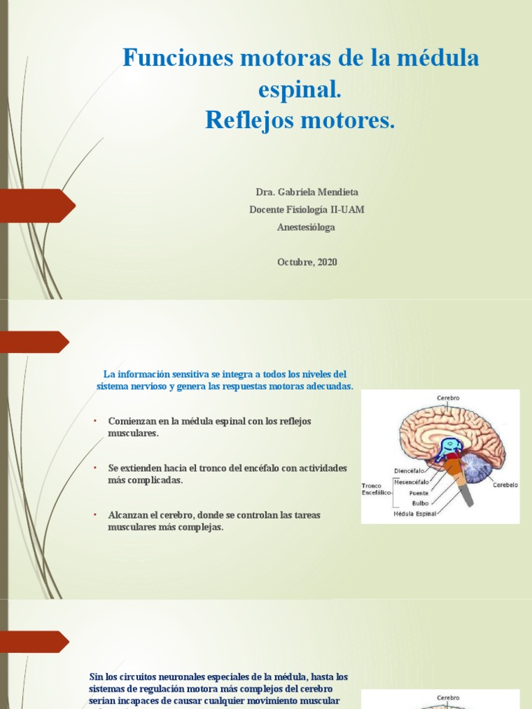 Funciones motoras de la médula espinal y reflejos | PDF | Materia gris | Neurona