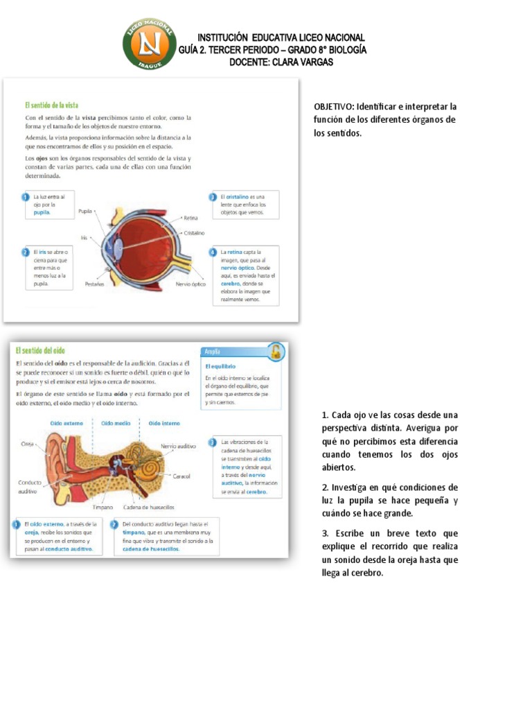 Taller de Órganos de Los Sentidos | PDF | Anatomía humana | Neurociencia