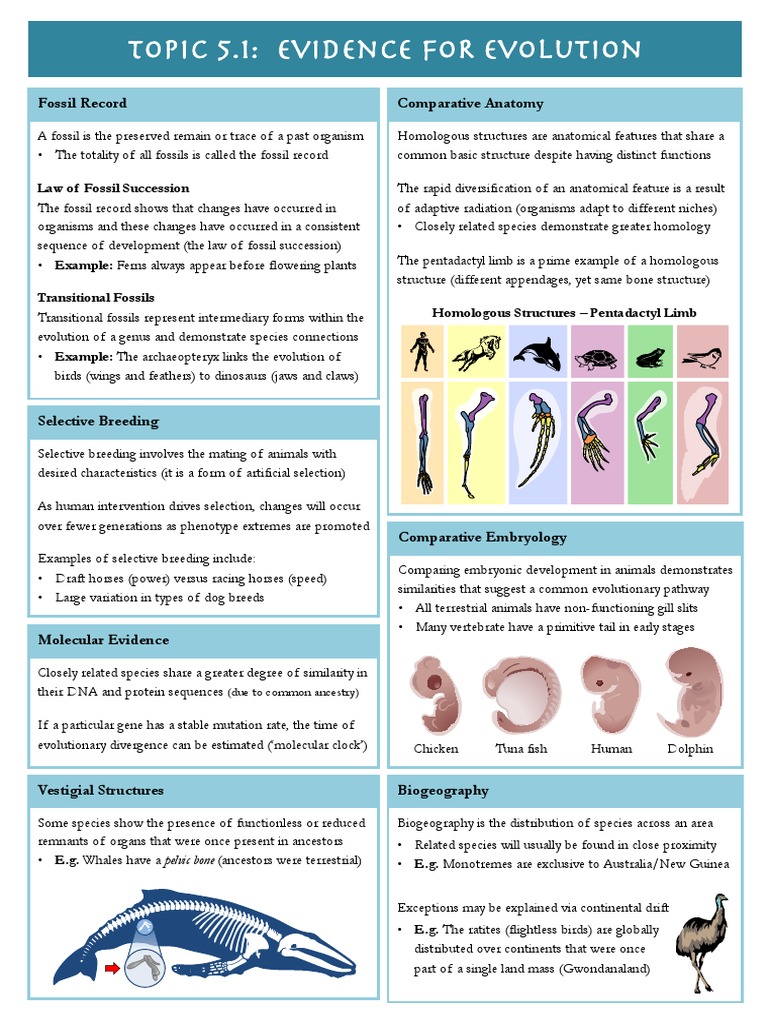 Evidence for Evolution Explained | PDF