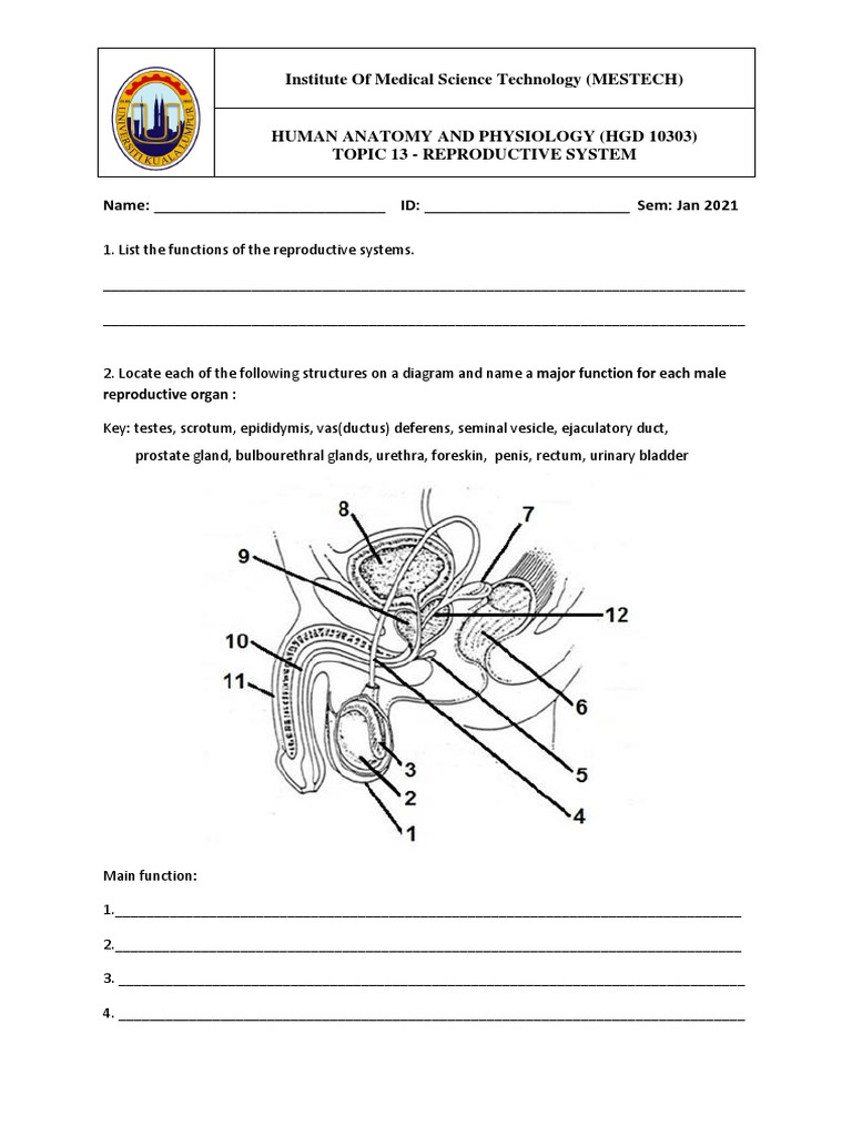 PRCTCL Wrksheet - Male Female Reproductive Sys (Jan 2021) | PDF | Human ...