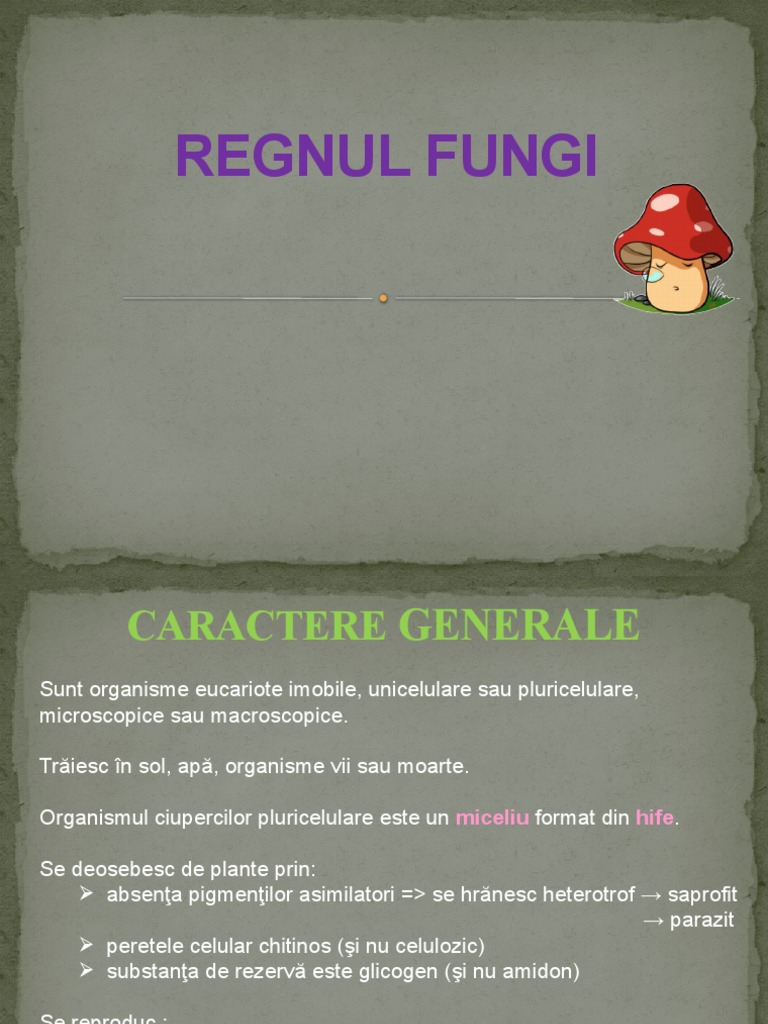 Regnul - Fungi SAVA | PDF