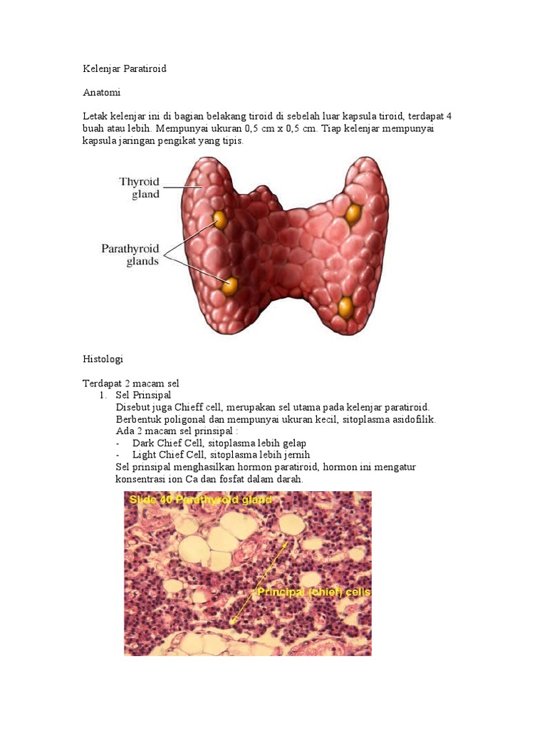 Anatomi dan Histologi Kelenjar Paratiroid | PDF