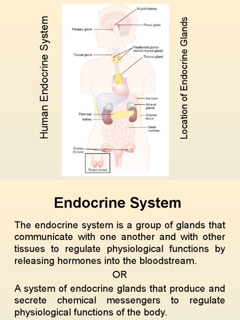 Endocrine System. | PDF | Endocrine System | Hormone