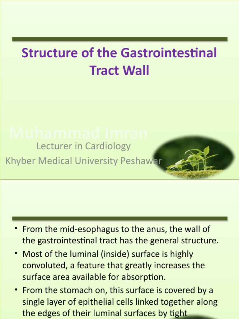 Structure of The Gastrointestinal Wall | PDF | Gastrointestinal Tract ...