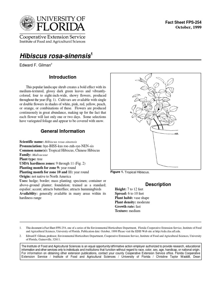 Hibiscus Rosa-Sinensis | PDF | Leaf | Pruning