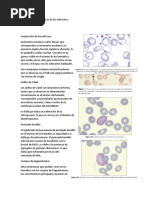 Práctica 7. - Tinción de Wright | PDF | Tinción | Técnicas de laboratorio.