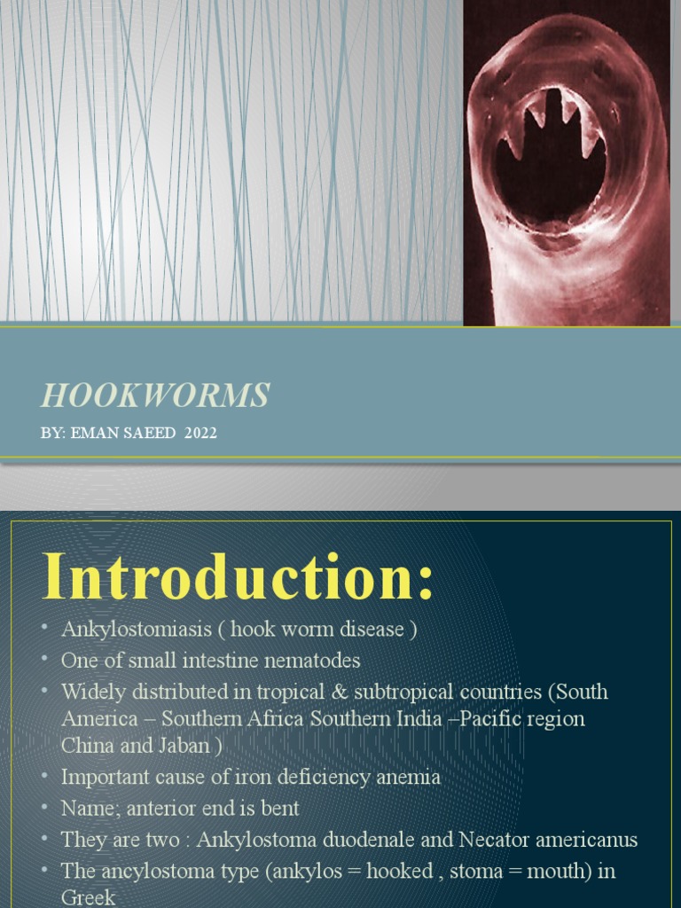 Understanding Hookworm Infection and Treatment | PDF | Medical ...