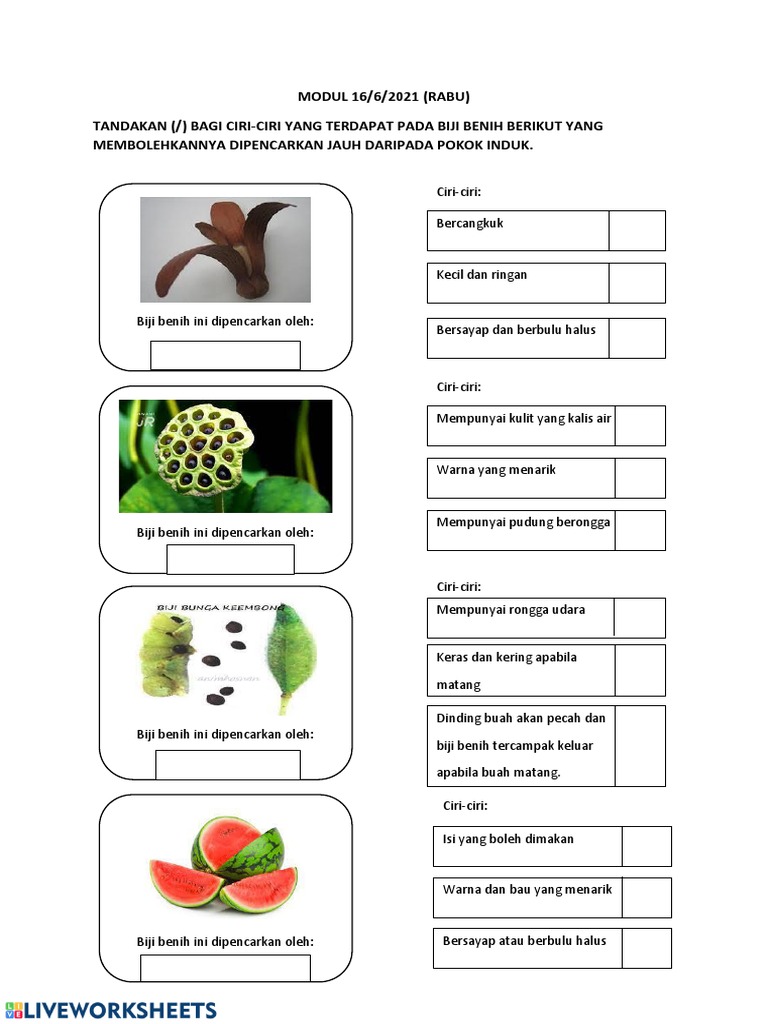 Pencaran Biji Benih | PDF