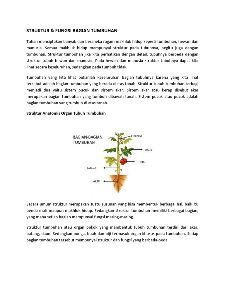 STRUKTUR & FUNGSI BAGIAN TUMBUHAN-WPS Office | PDF