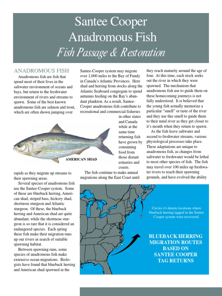 St. Stephen Fish Lift | PDF | Canal | Dam