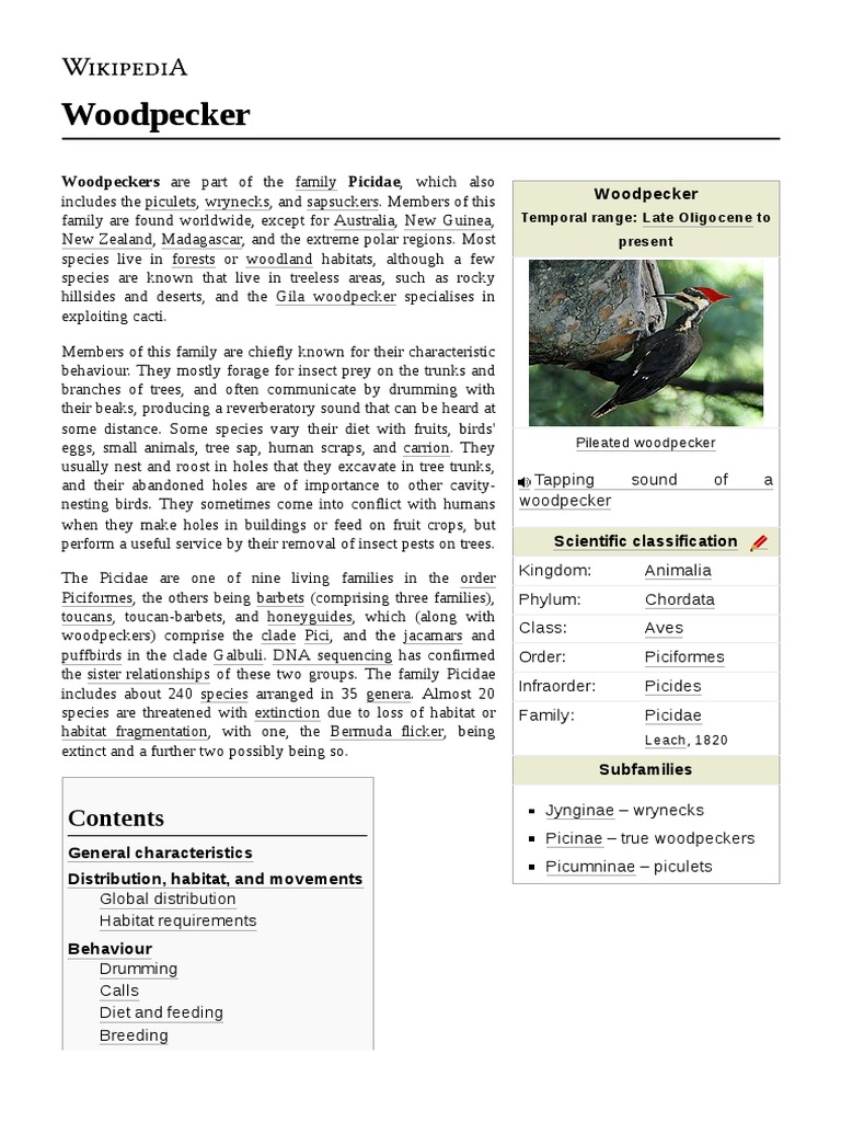Woodpecker: Woodpecker Woodpeckers Are Part of The Family Picidae ...