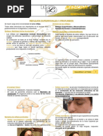 Laminación de Rexed | PDF | Médula espinal | Cerebelo