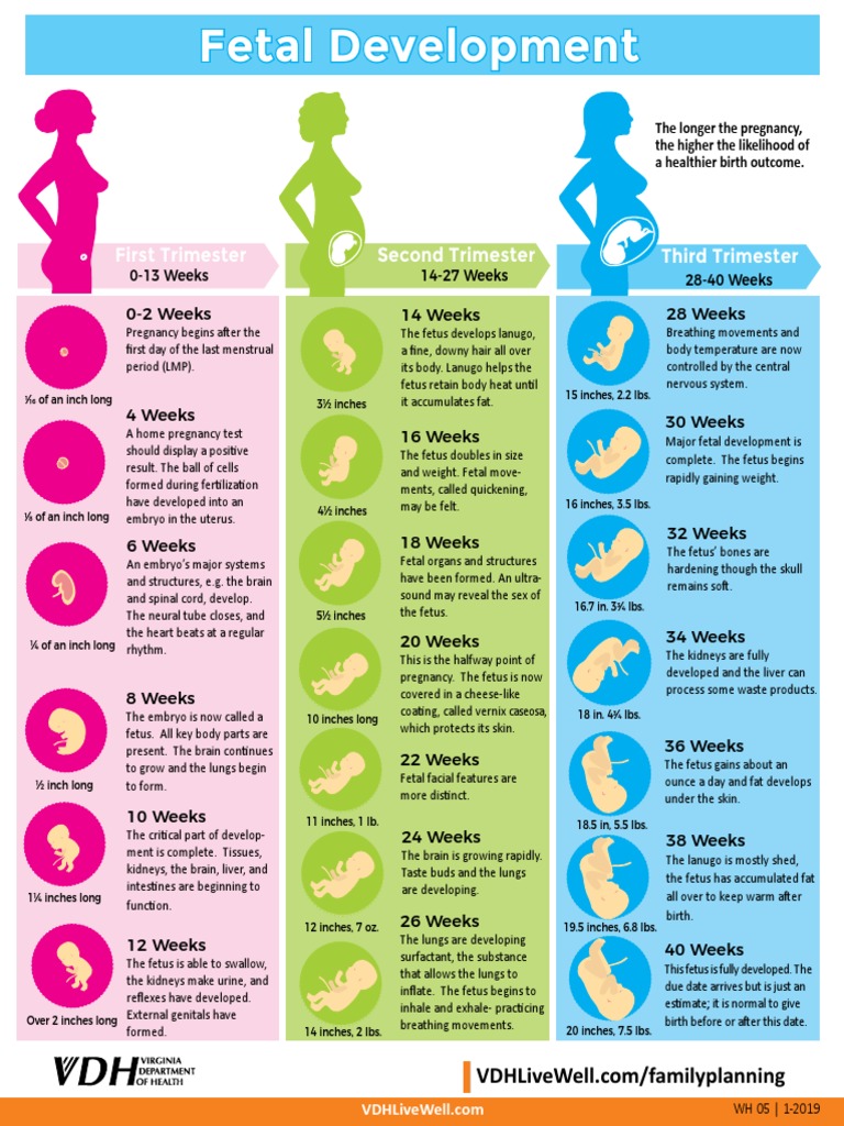 Fetal Developmentchart | PDF | Pregnancy | Fetus