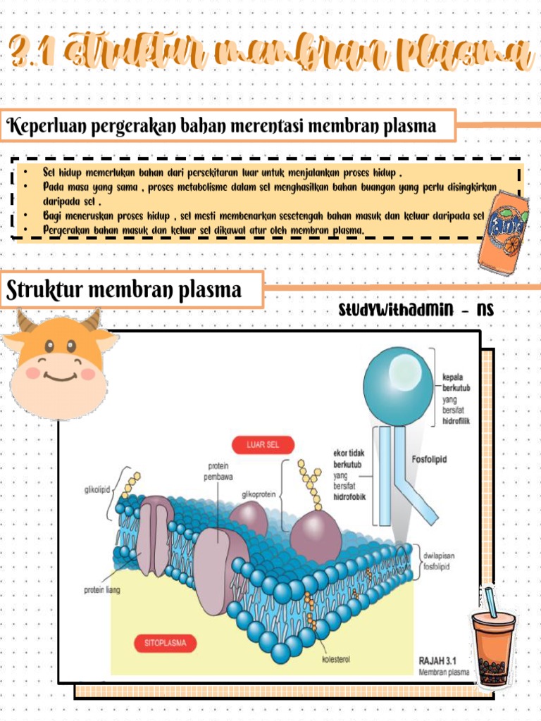 Bio b3 f4 Studywithadmin | PDF