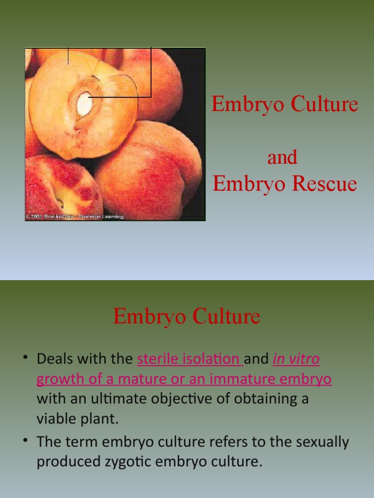 4-Embryo Culture and Embryo Rescue | PDF | Seed | Embryo
