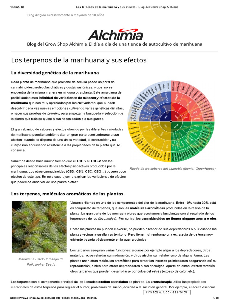 Los Terpenos De La Marihuana Y Sus Efecto Descargar Gratis Pdf