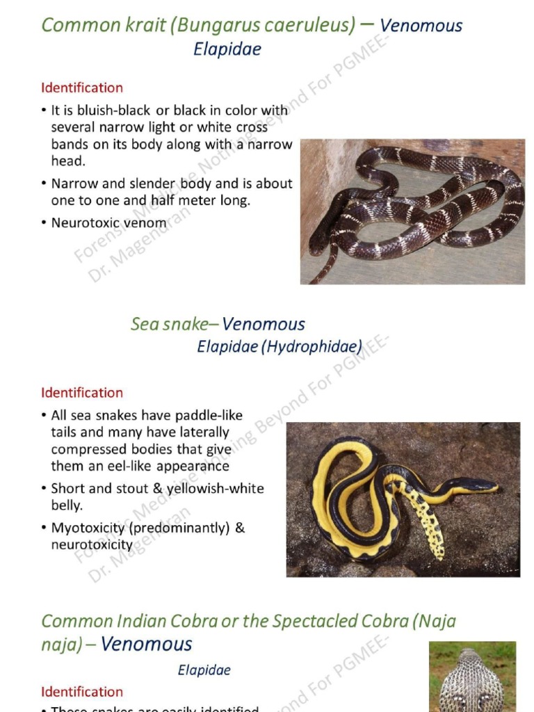 Identification of Snakes DR Magendran | PDF