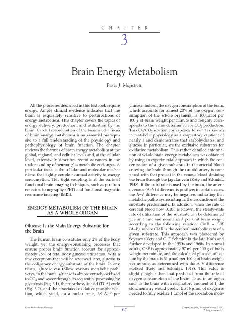 Brain Energy Metabolism | PDF