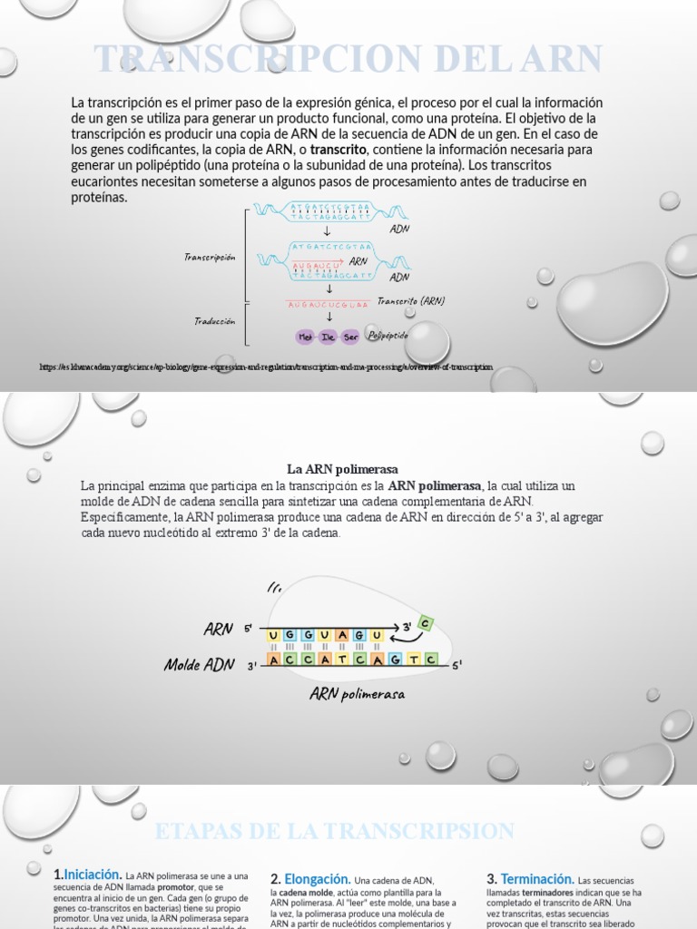 Arn Transcripcion | Descargar gratis PDF | Rna | Adn