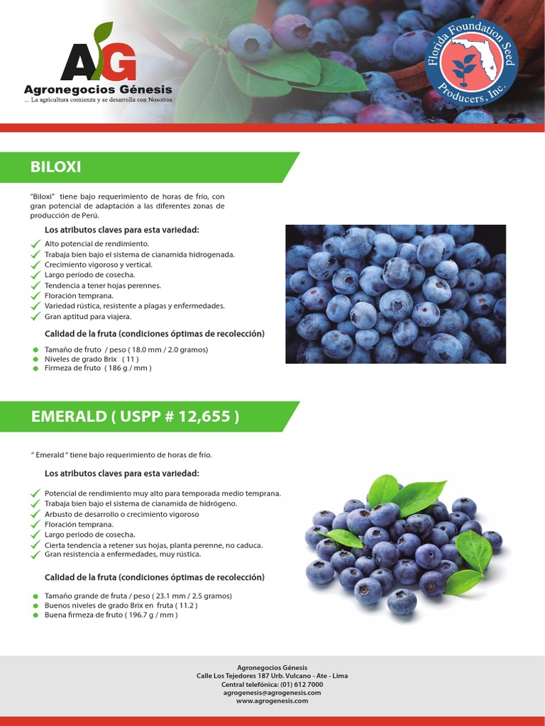 Variedades de Arándanos en Perú: Biloxi, Emerald y Snowchaser | PDF | Botánica | Plantas