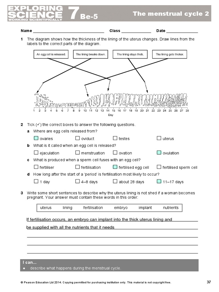 Adam ElKholy - 7be5 - The - Menstrual - Cycle - 002 | PDF