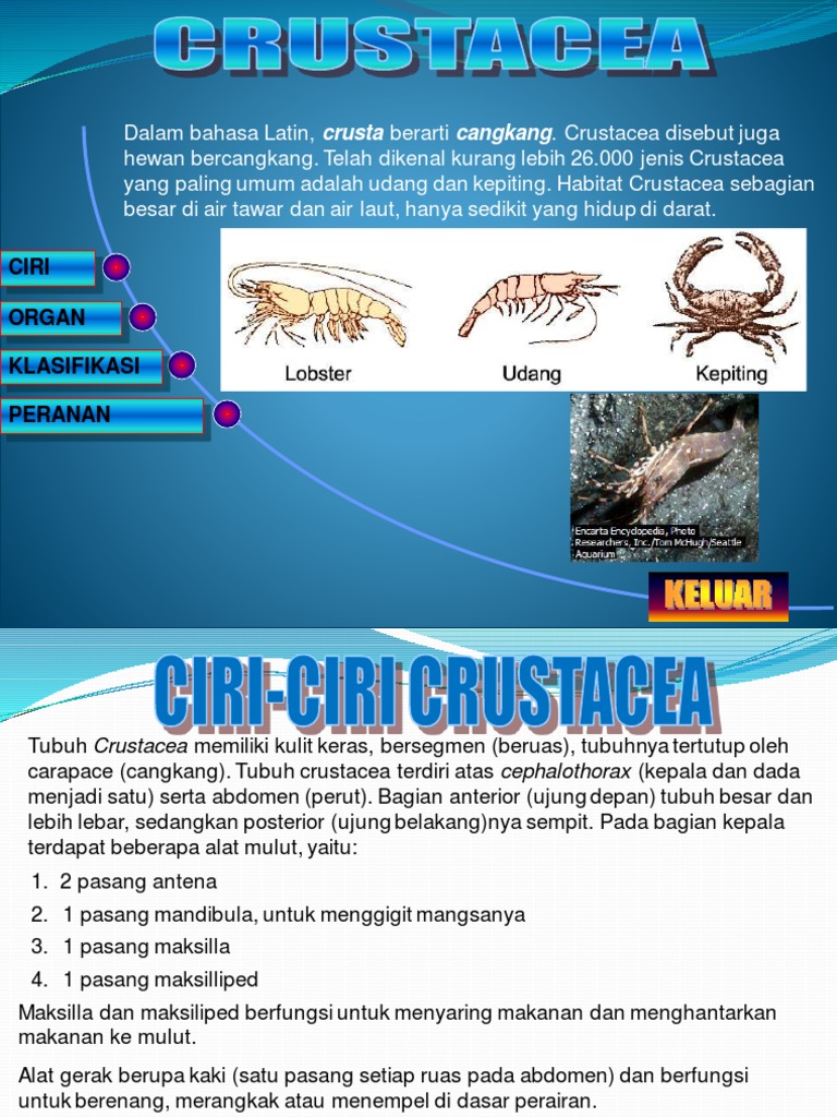Crustacea | PDF