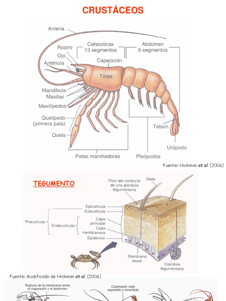 10 Crustacea | PDF | Crustáceo | Artrópodos