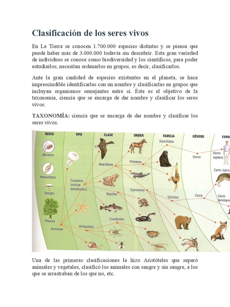 Clasificación de Los Seres VIVOS | PDF | Eucariotas | Especies