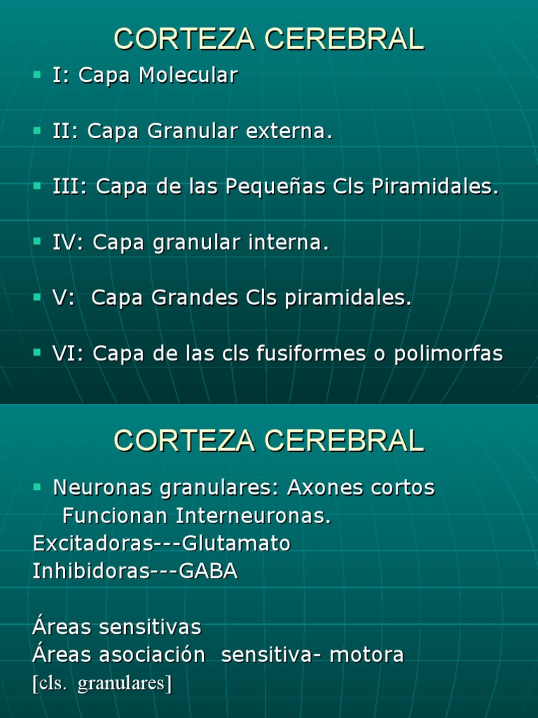 Capas y Funciones de la Corteza Cerebral | PDF | Corteza cerebral | Cerebro