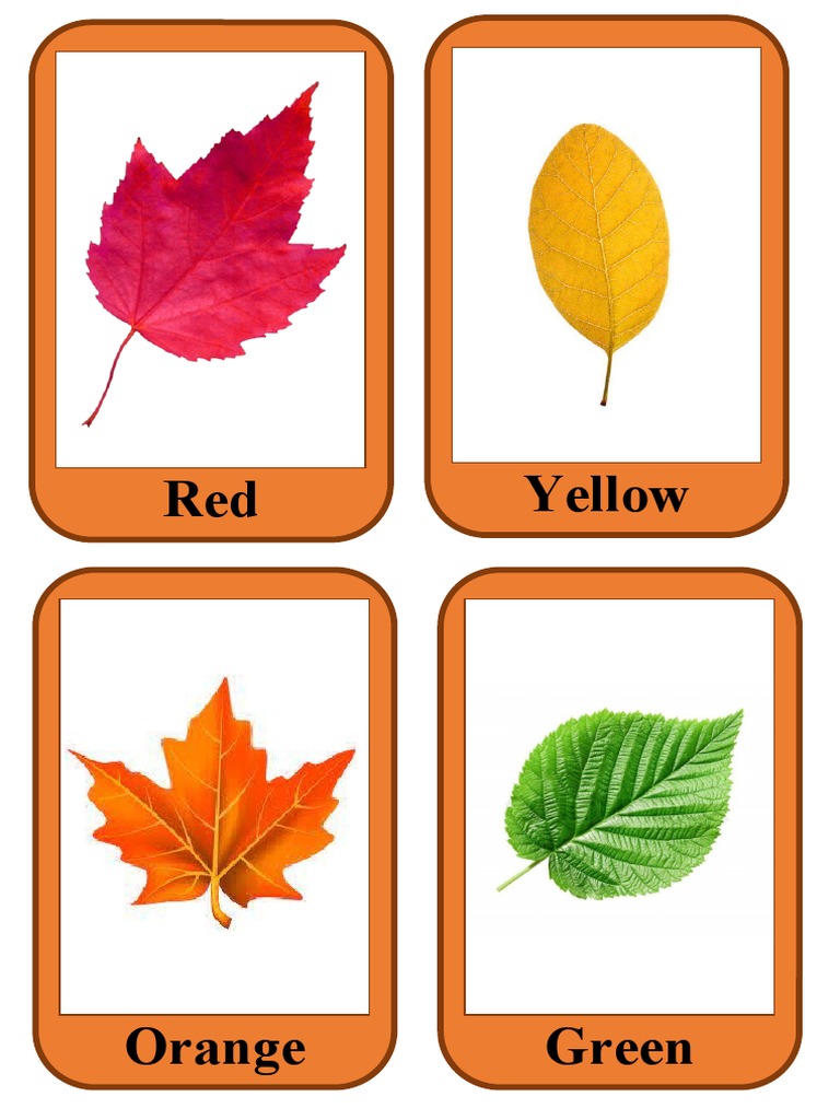 Autumn Flashcards | PDF