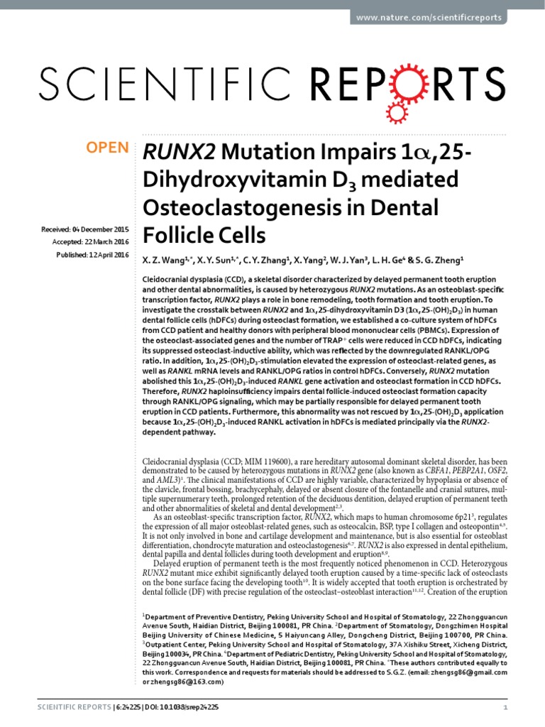 RUNX2 Mutation Impairs 1α,25- Dihydroxyvitamin D3 mediated ...