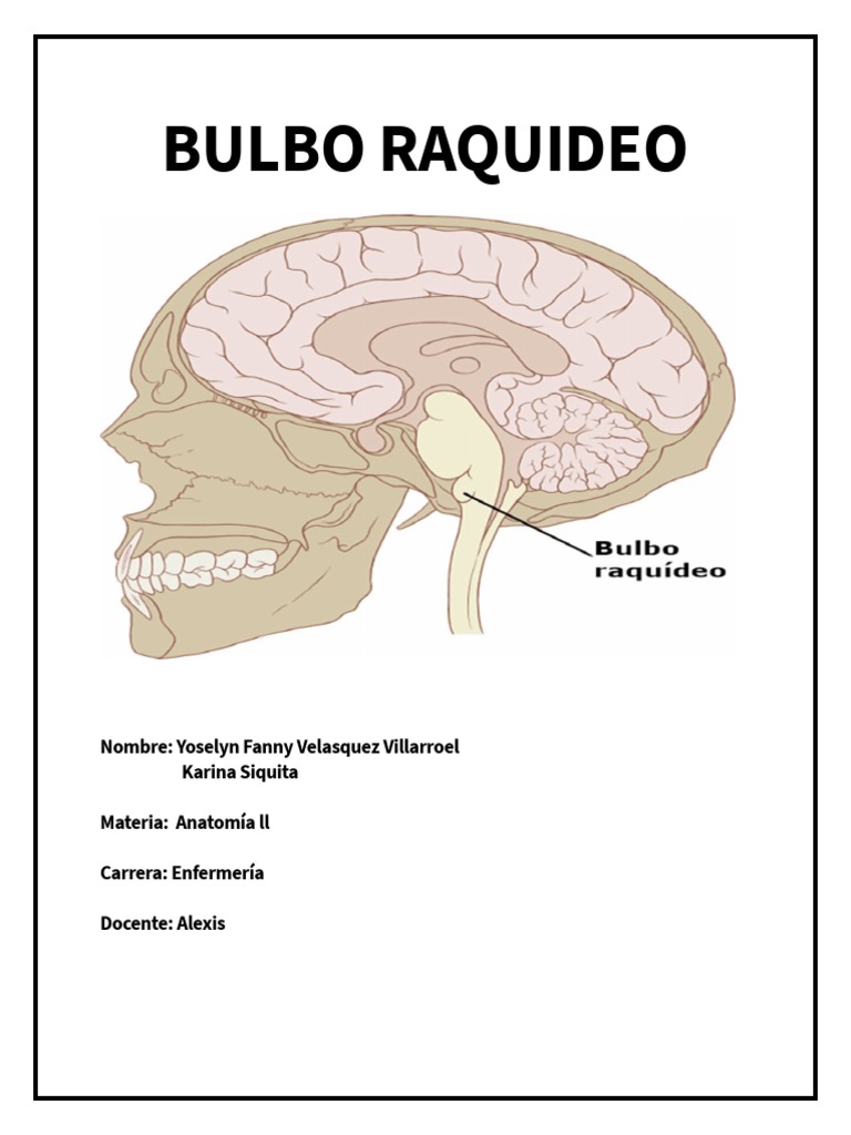 Bulbo Raquídeo: Estructura y Función | PDF | Neurociencia | Cerebro