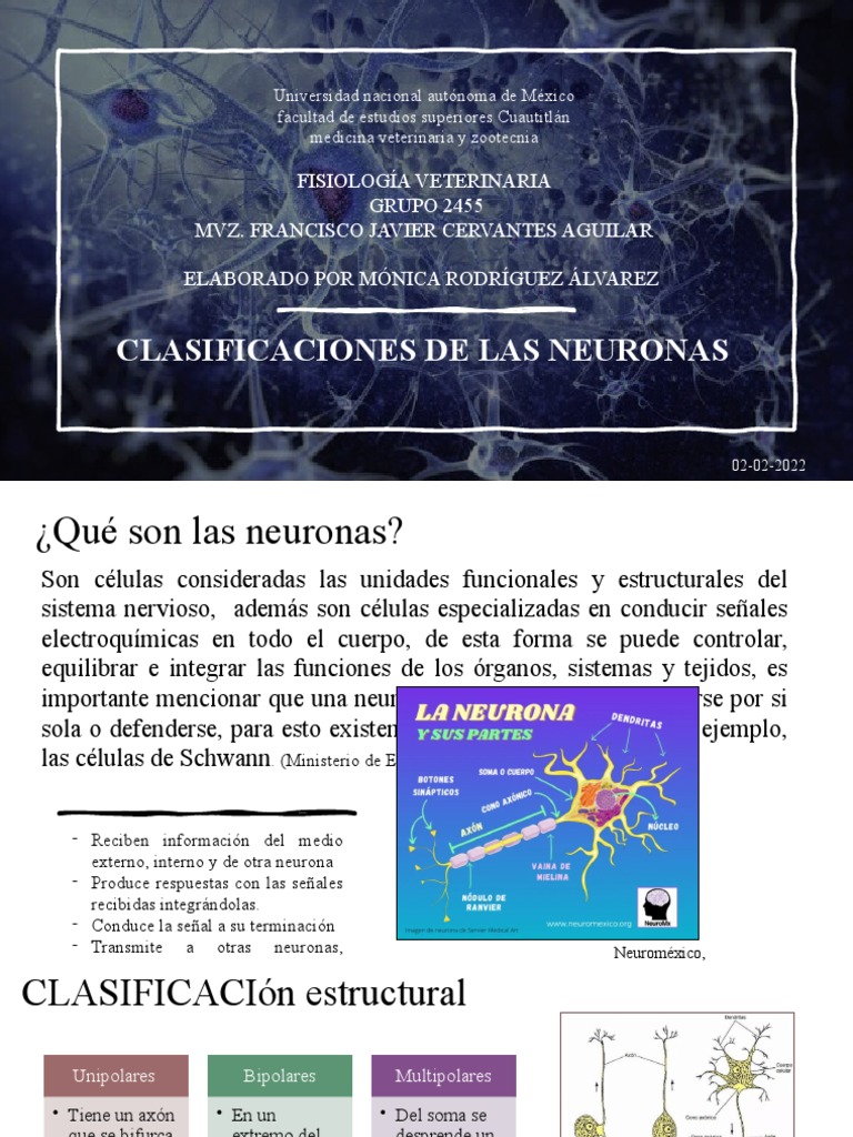 Calsificación de Las Neuronas | PDF | Neurona | Axon