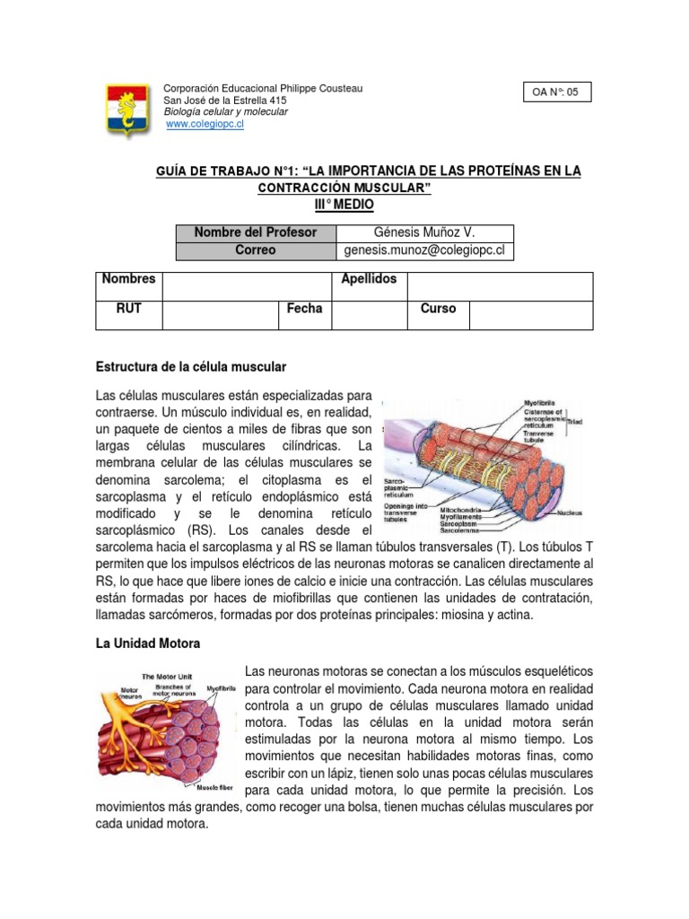 Guía de Trabajo BCM IV°Medio | Descargar gratis PDF | Músculo esquelético | Contracción muscular