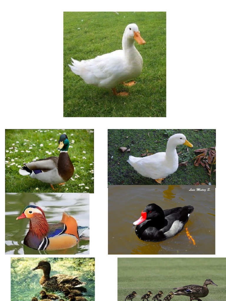 Lección Pato Metodo Matte | PDF