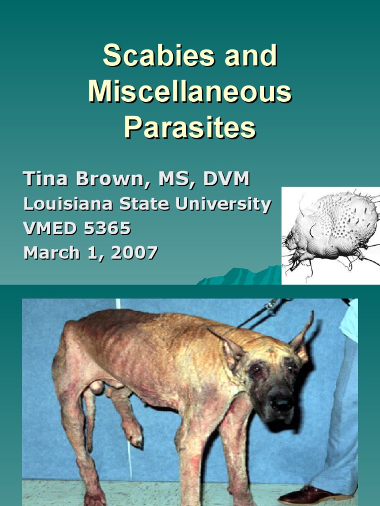 Scabies and Miscellaneous Parasites | PDF | Epidemiology | Veterinary ...
