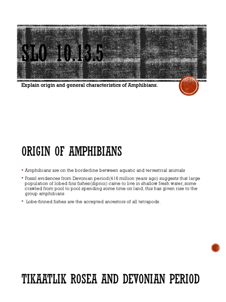 Amphibian Origin and Characteristics in 40 Characters | PDF