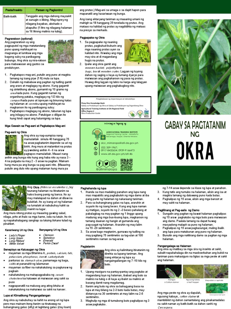 Okra Final | PDF