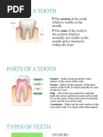 Teeth Eruption and Calcification Chart | PDF | Tooth | Human Head And Neck