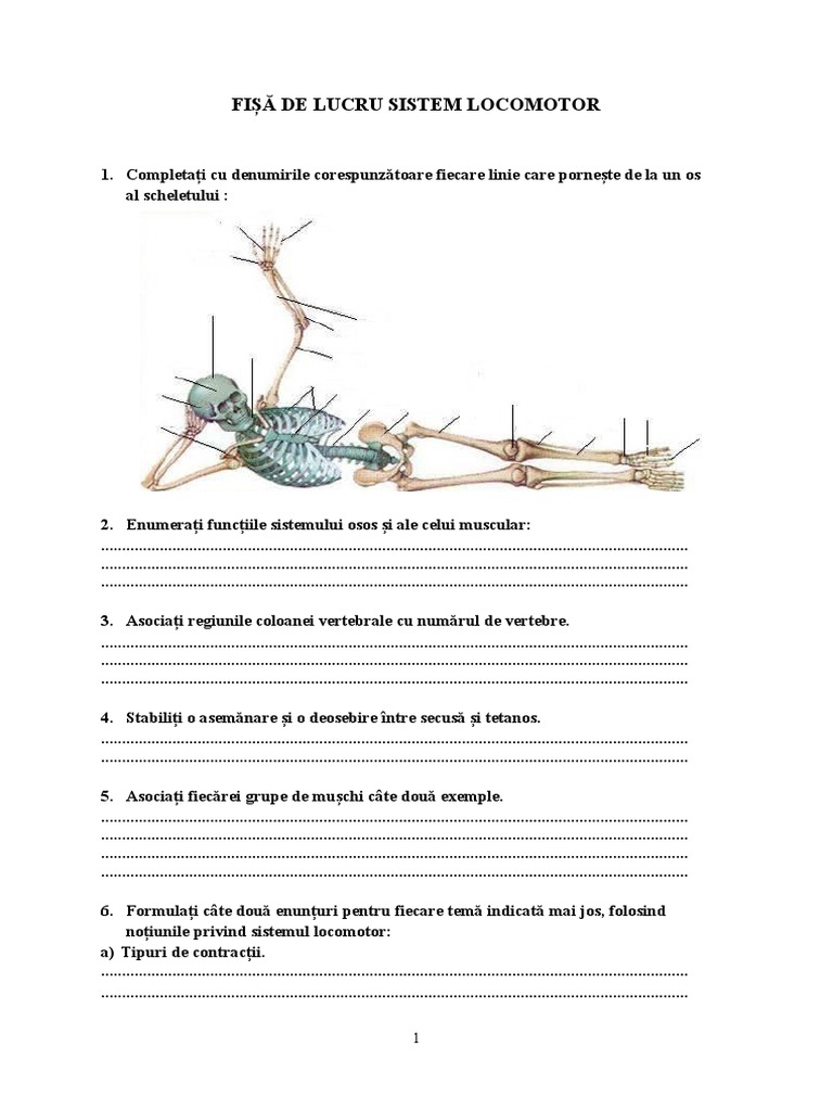 Biologie Xi Fișă-De-Lucru Sistem-Locomotor | PDF