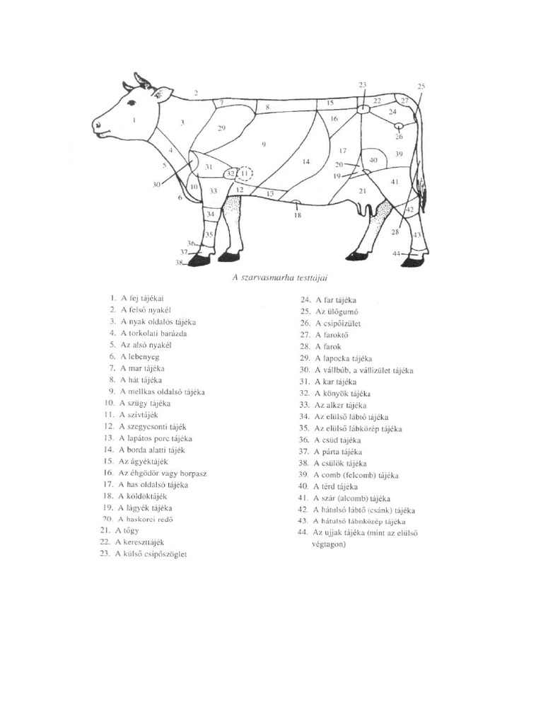 Szarvasmarha Testtájai | PDF