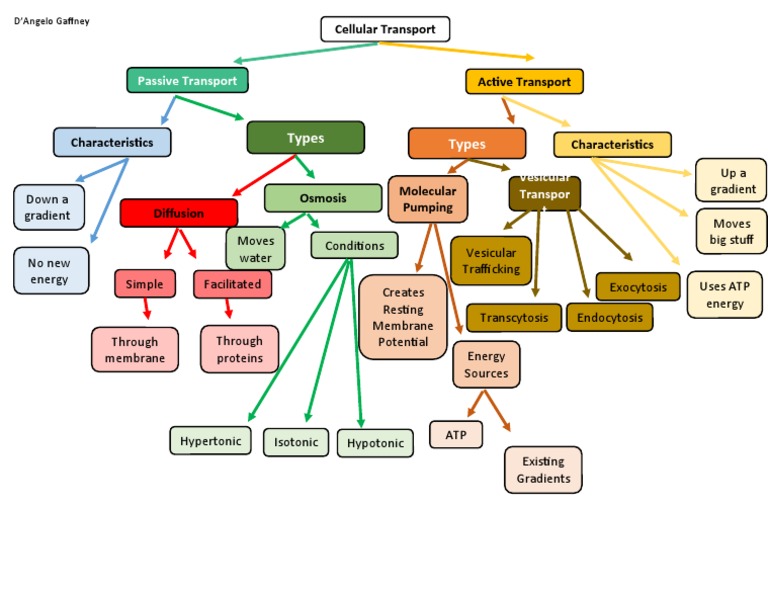 Cell Transport Mechanisms Overview | PDF | Biology | Biotechnology