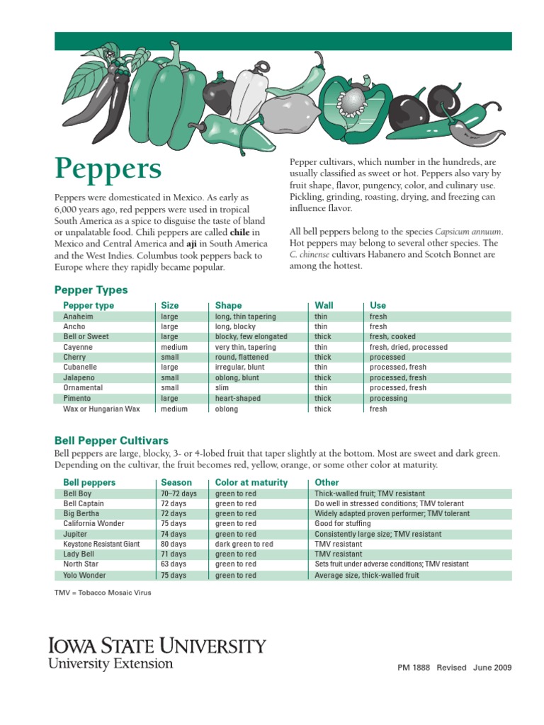 Peppers | PDF | Chili Pepper | Bell Pepper