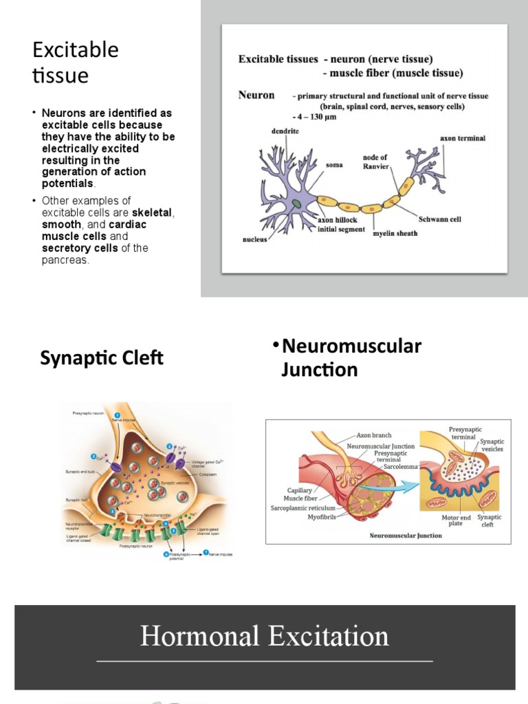 Excitable Tissue: - Neurons Are Identified As | PDF | Neuron | Skeletal ...