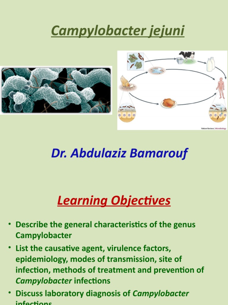 Campylobacter Jejuni: Dr. Abdulaziz Bamarouf | PDF | Infection | Organisms