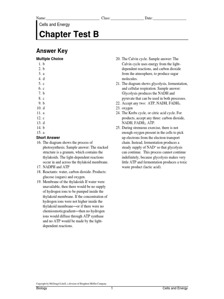 Chapter Test B: Answer Key | Download Free PDF | Cellular Respiration ...